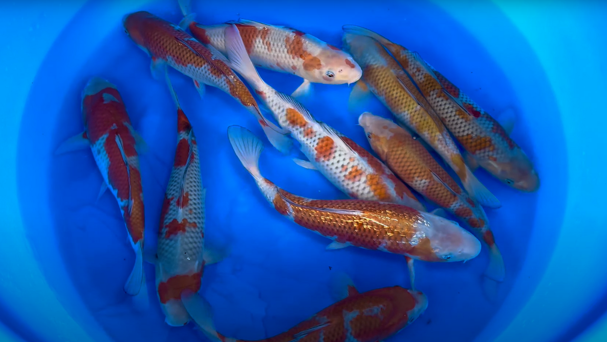 Koi for Sale UK | Buy Premium & High-Grade Koi Fish – JS KOI