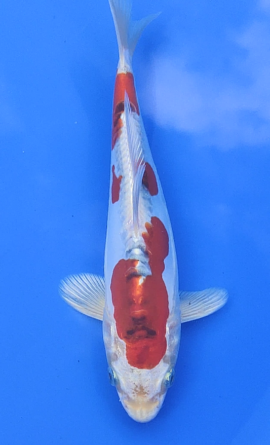 JS KOI