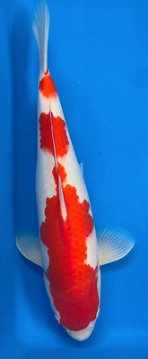 JS KOI