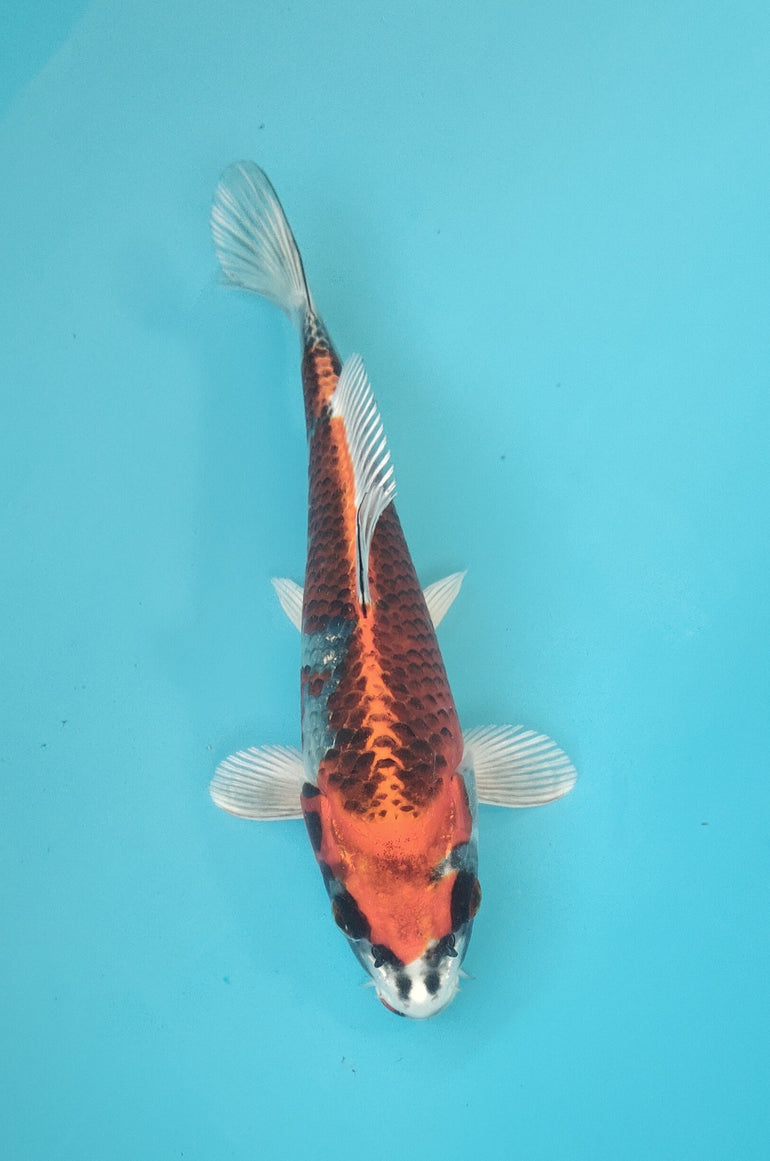 Premium Japanese Koi Carp for Sale | UK Delivery – JS KOI