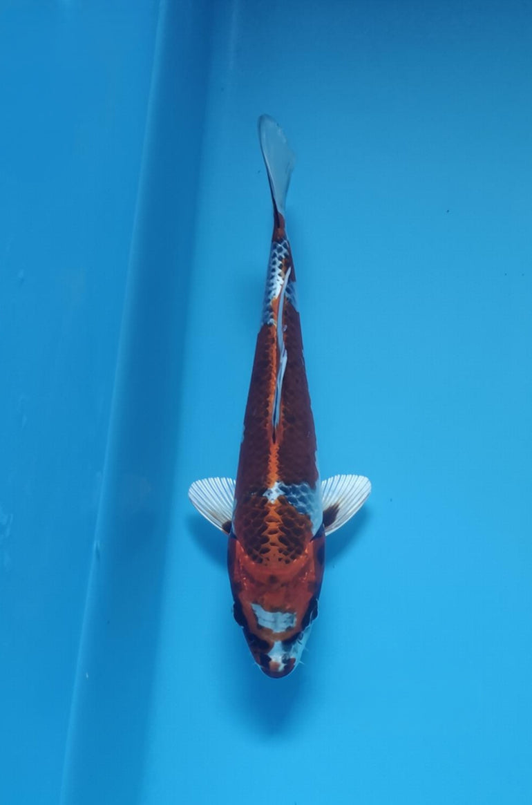 Premium Japanese Koi Carp & Pond Supplies UK – JS KOI