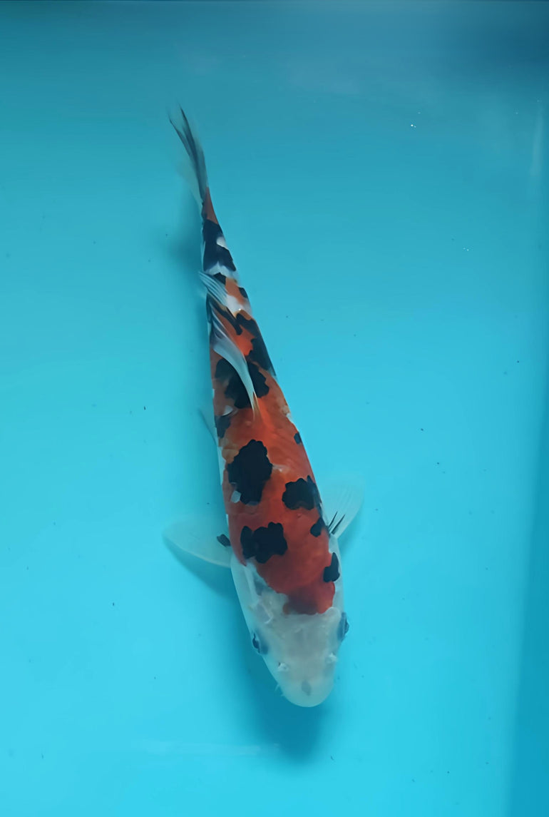 Premium Japanese Koi Carp & Pond Supplies UK – JS KOI