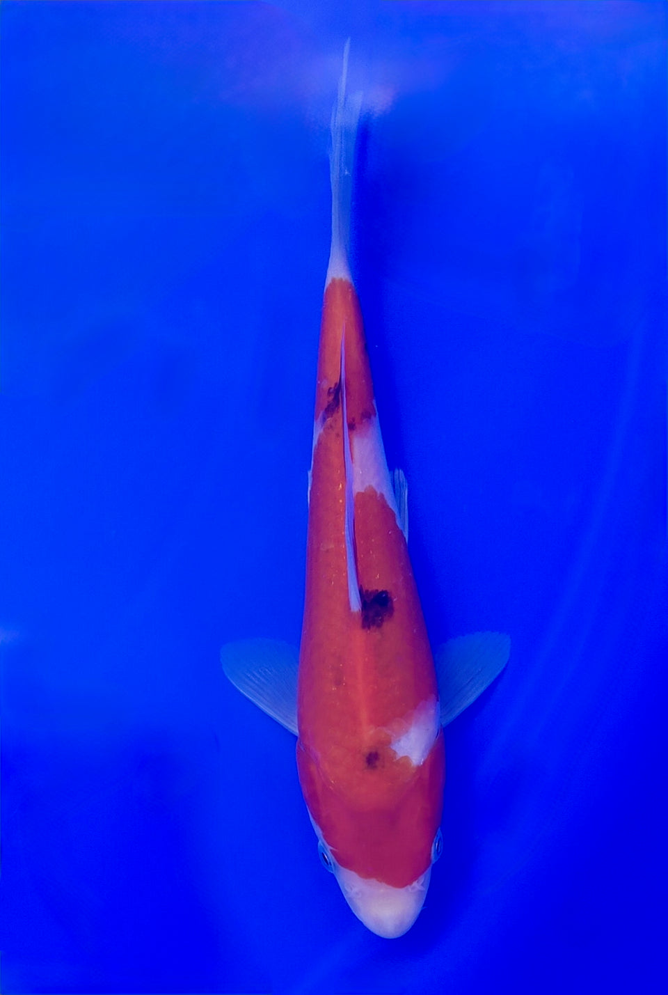 Sanke - Buy Koi Online | Saito | Tosai | SAI-002 – JS KOI