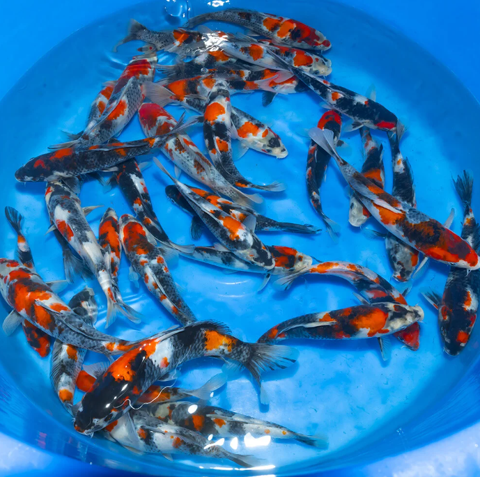 Premium Japanese Koi Carp & Pond Supplies UK – JS KOI